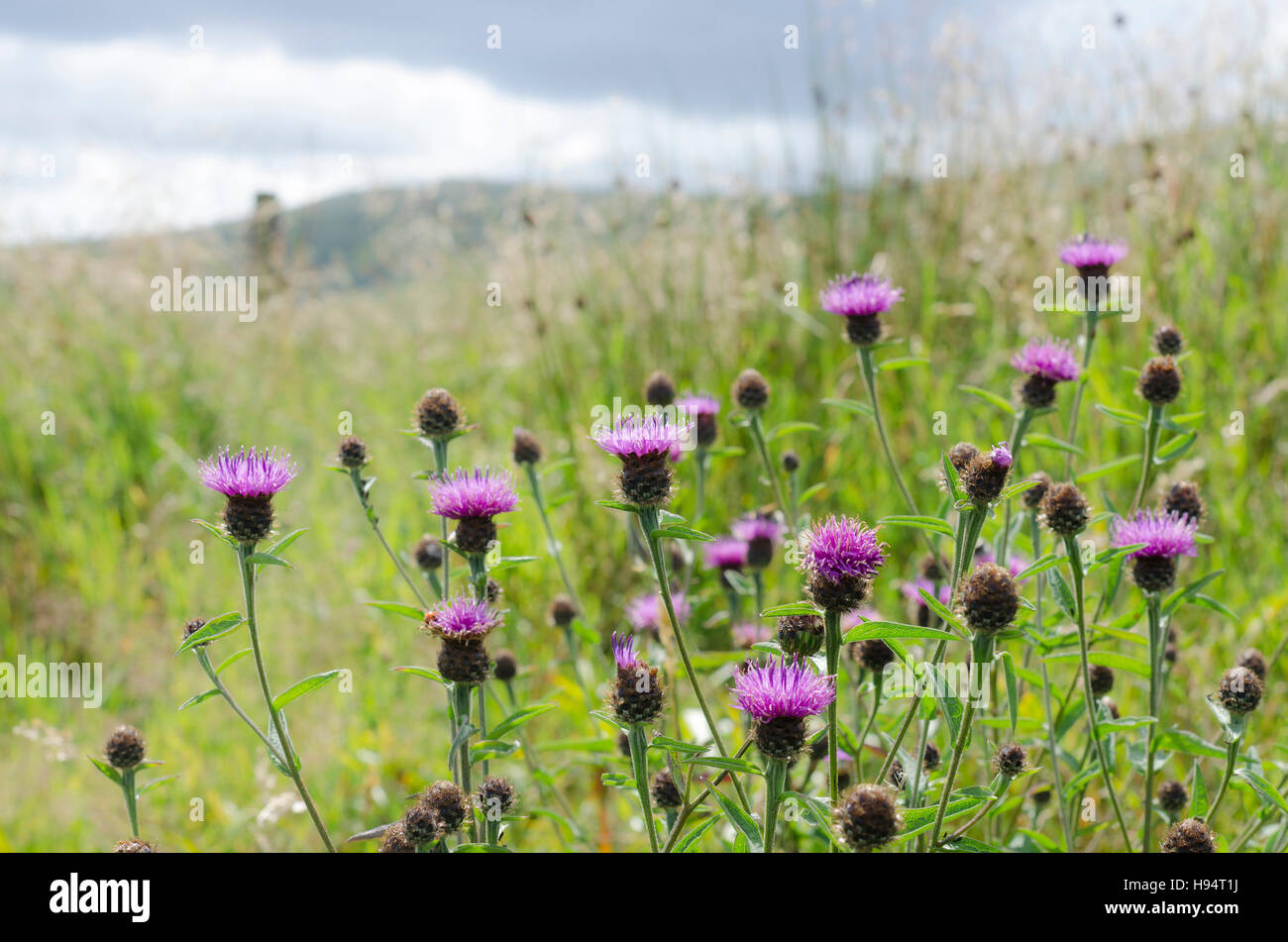 Symbol scottish thistle -Fotos und -Bildmaterial in hoher Auflösung – Alamy