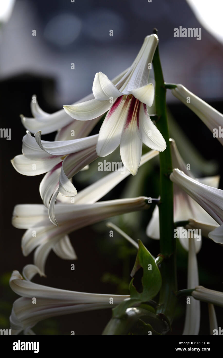 Cardiocrinum giganteum -Fotos und -Bildmaterial in hoher Auflösung – Alamy