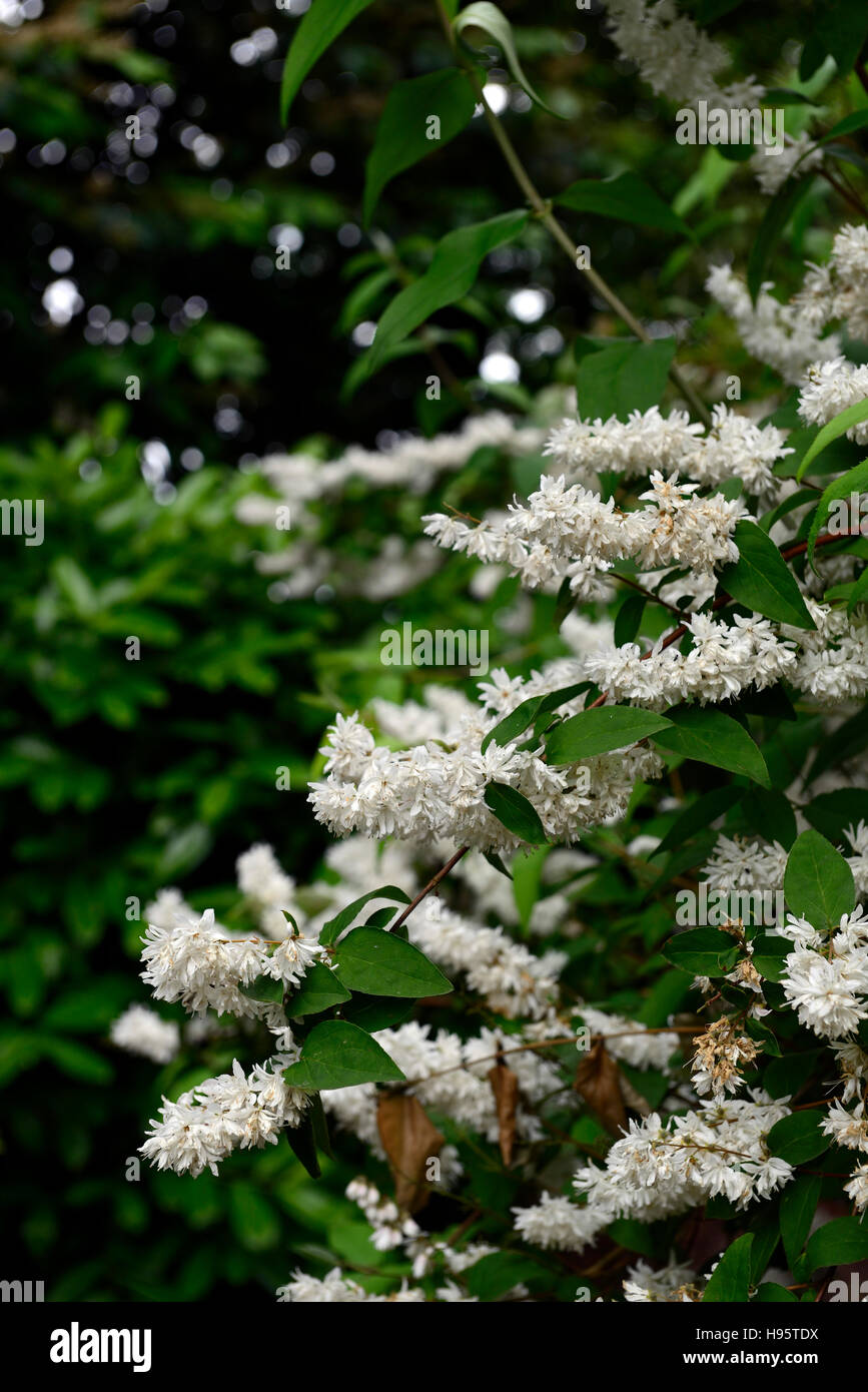 Deutzie Scabra Candidissima weiße Blume Deutzias Sommer Blumen Blüte ...