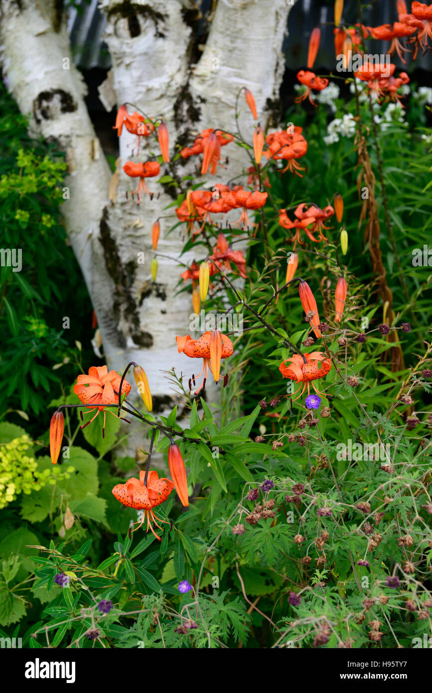 Birkenbaum blumen -Fotos und -Bildmaterial in hoher Auflösung – Alamy