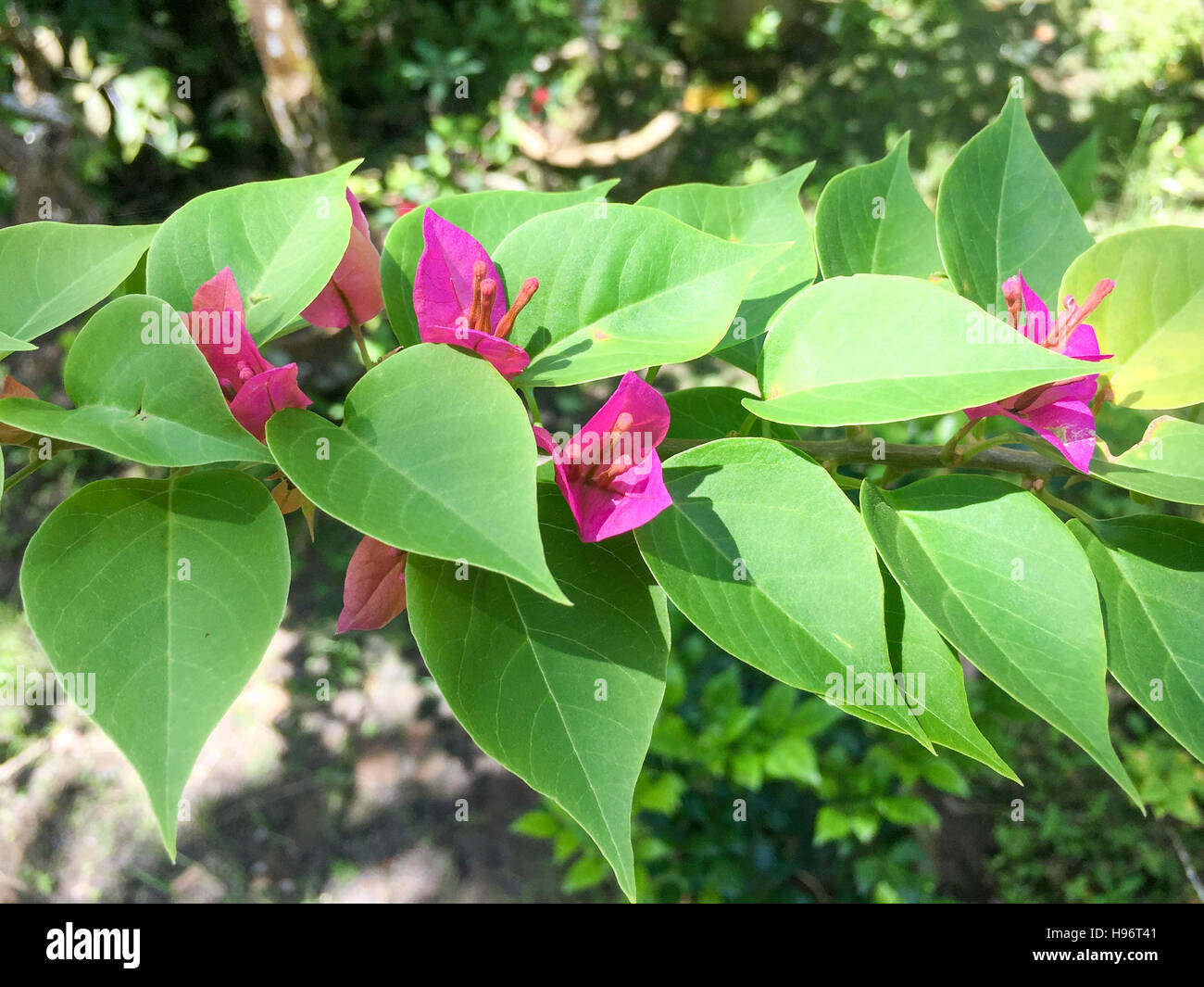 Bougainvilea (andere Namen sind Trauerweiden, Bugan, Bugambilia, Pokok ...