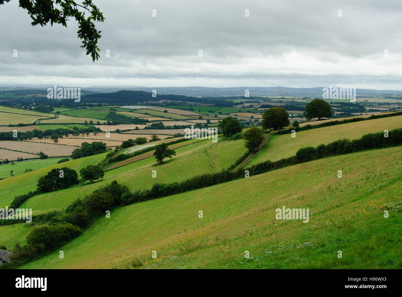 Typische englische Landschaft mit Hügeln, Wiesen und Hecken in Devon ...