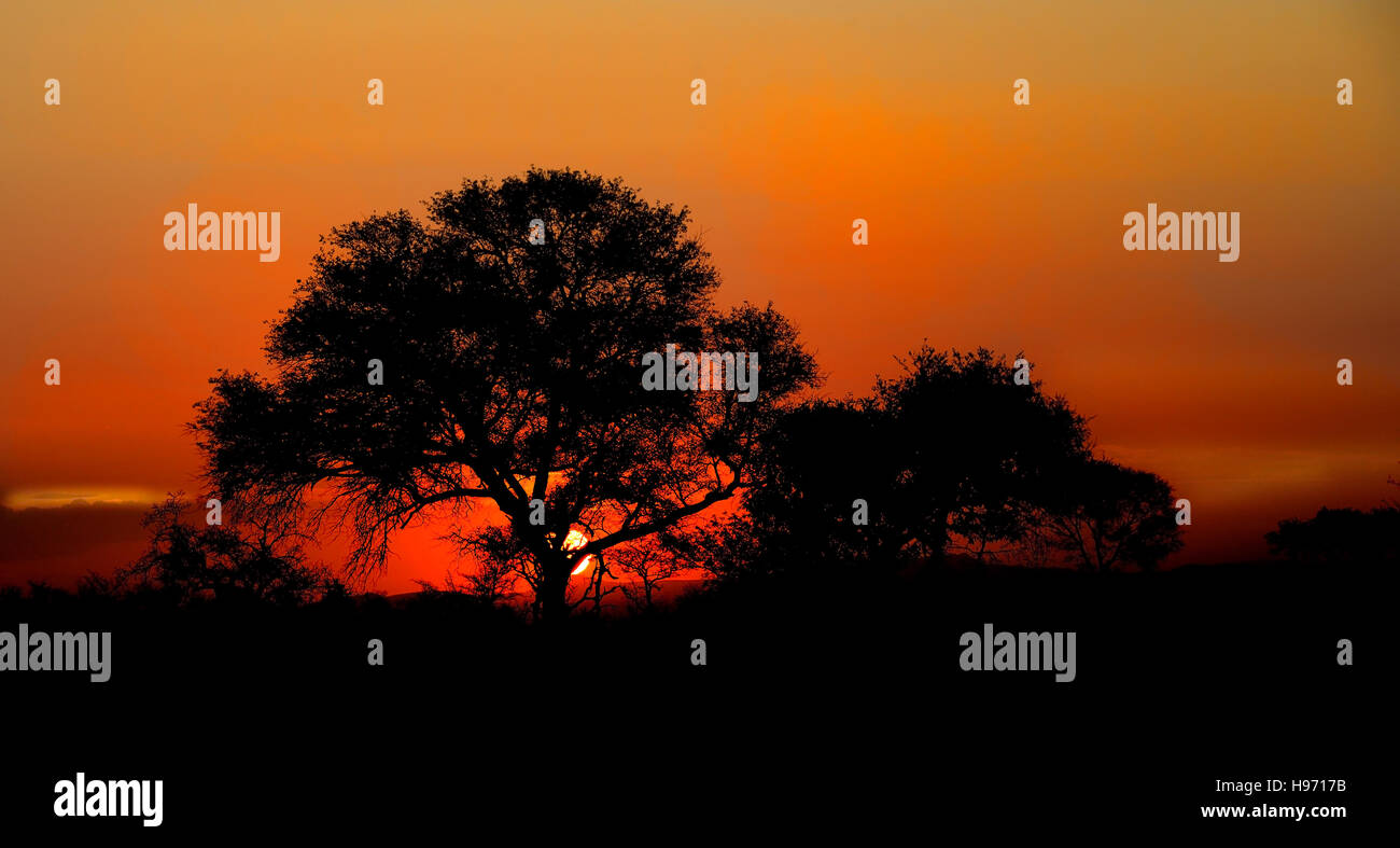 Marula Tree Stockfotos und -bilder Kaufen - Alamy