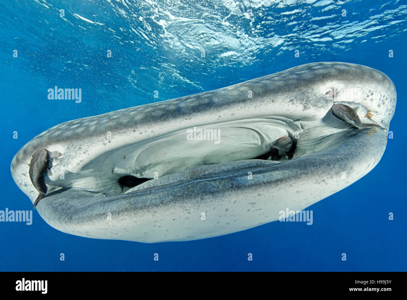Walhai mit Schiffshaltern, Malpelo Insel, Kolumbien, Ost-Pazifik ...