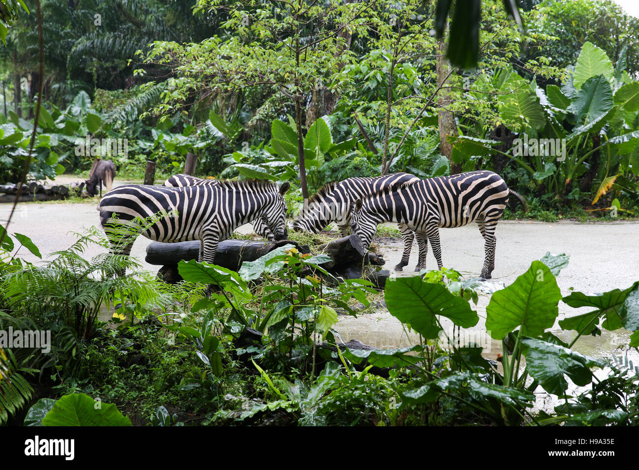 Zebra im sommer -Fotos und -Bildmaterial in hoher Auflösung – Alamy