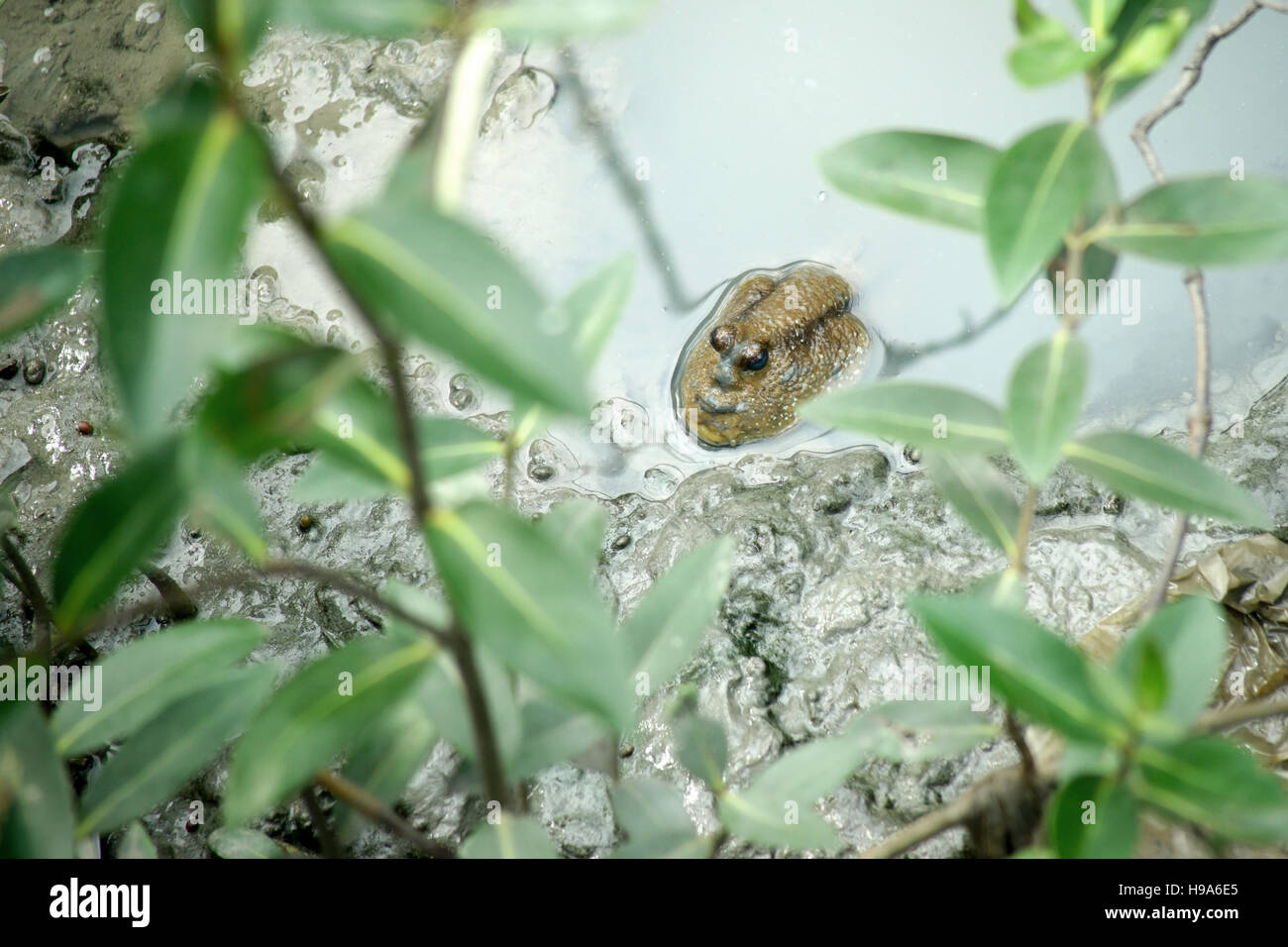 Fisch im schlamm -Fotos und -Bildmaterial in hoher Auflösung – Alamy