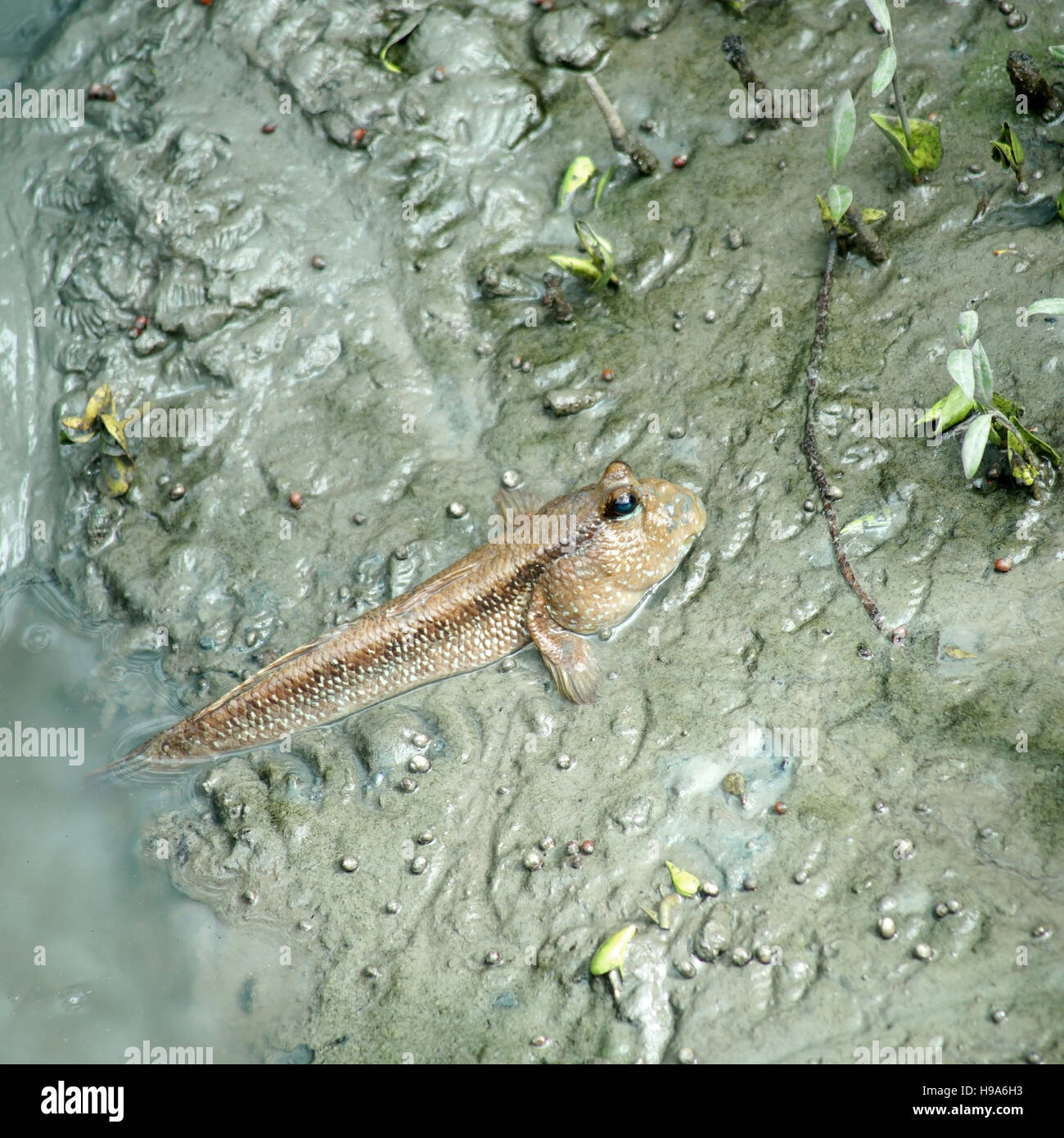 Schlammspringer fisch -Fotos und -Bildmaterial in hoher Auflösung – Alamy