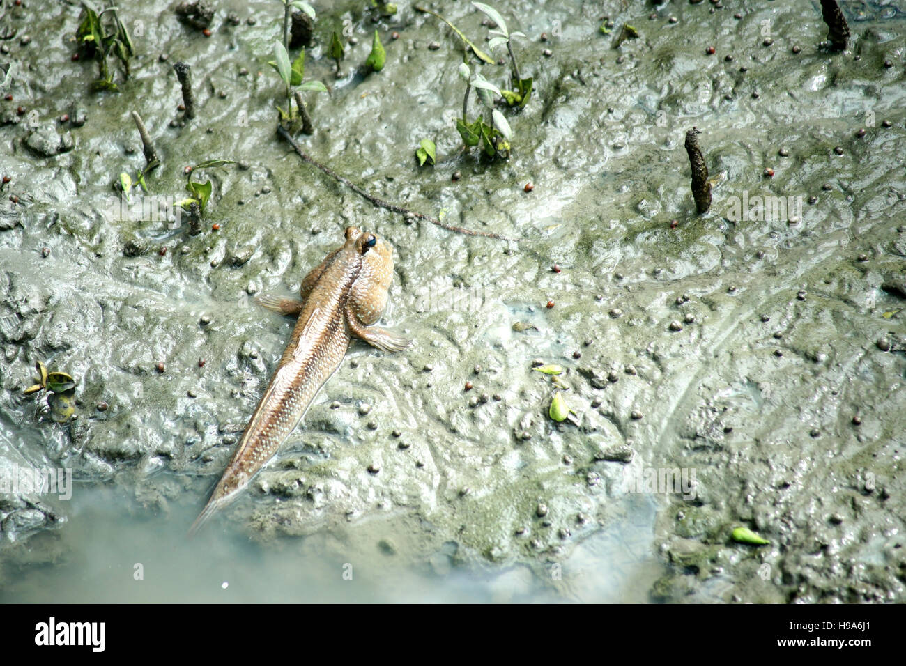 Fisch im schlamm -Fotos und -Bildmaterial in hoher Auflösung – Alamy