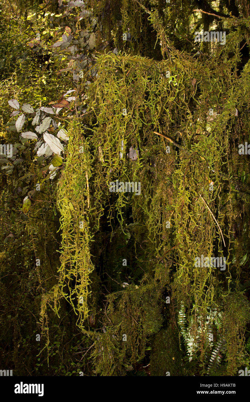 Teppich aus flechten -Fotos und -Bildmaterial in hoher Auflösung – Alamy
