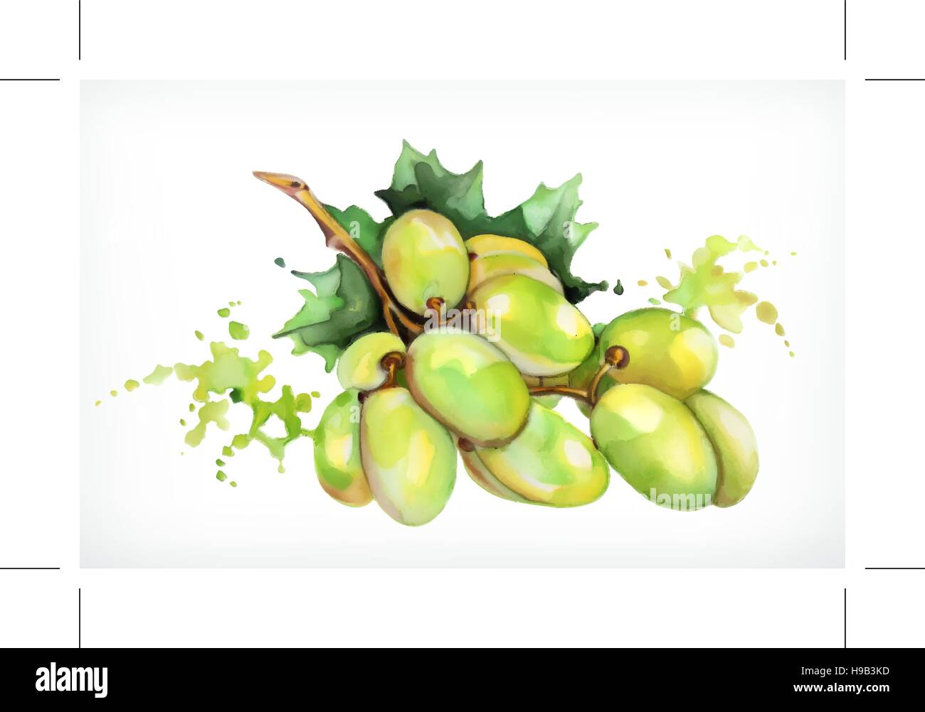 Aquarell-Malerei, Trauben, Vektor-Illustration, isoliert auf weißem ...