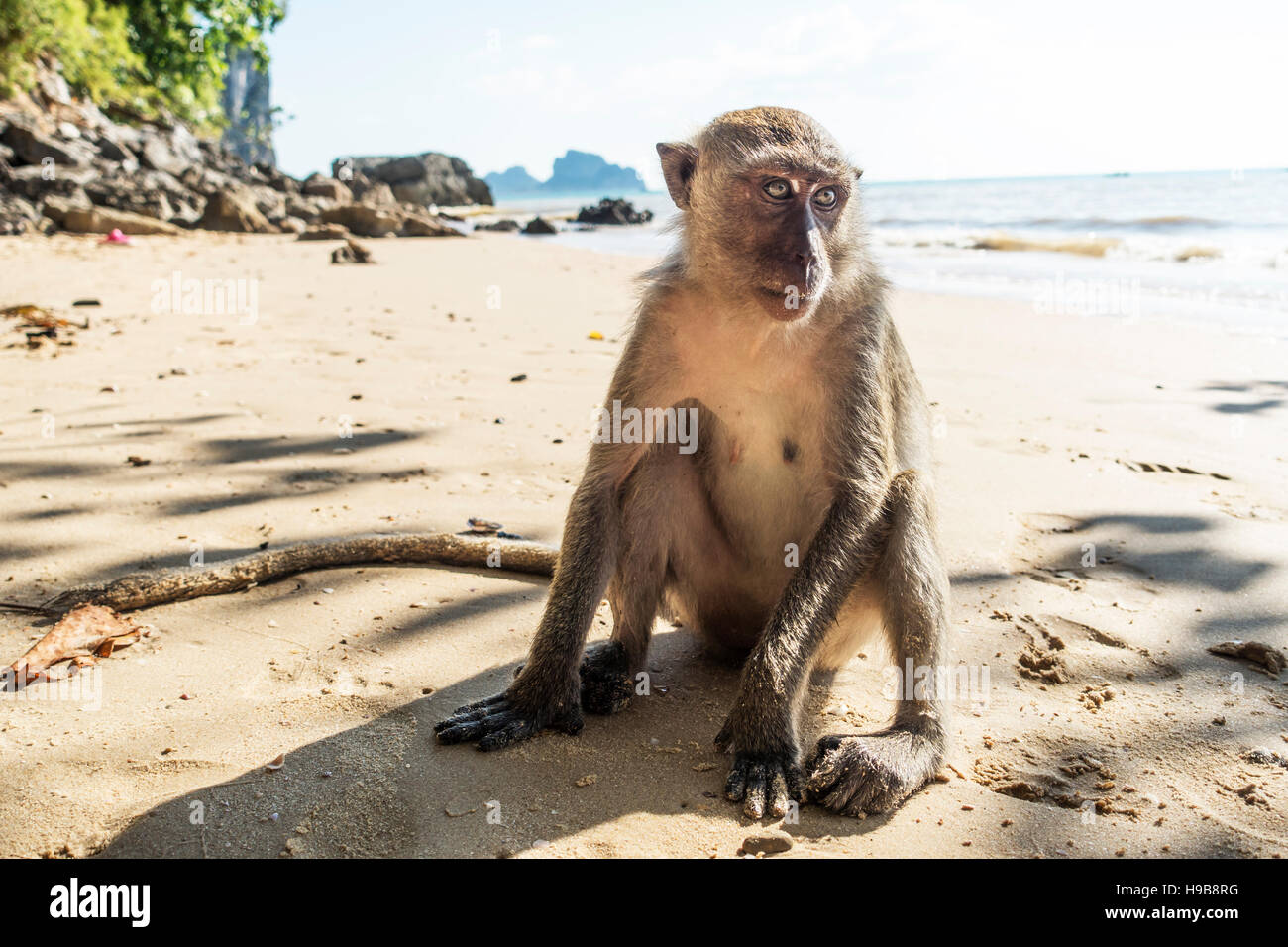 Makaken (Macaca) sitzen am Strand von Ao Nang, Krabi Provinz, Thailand ...