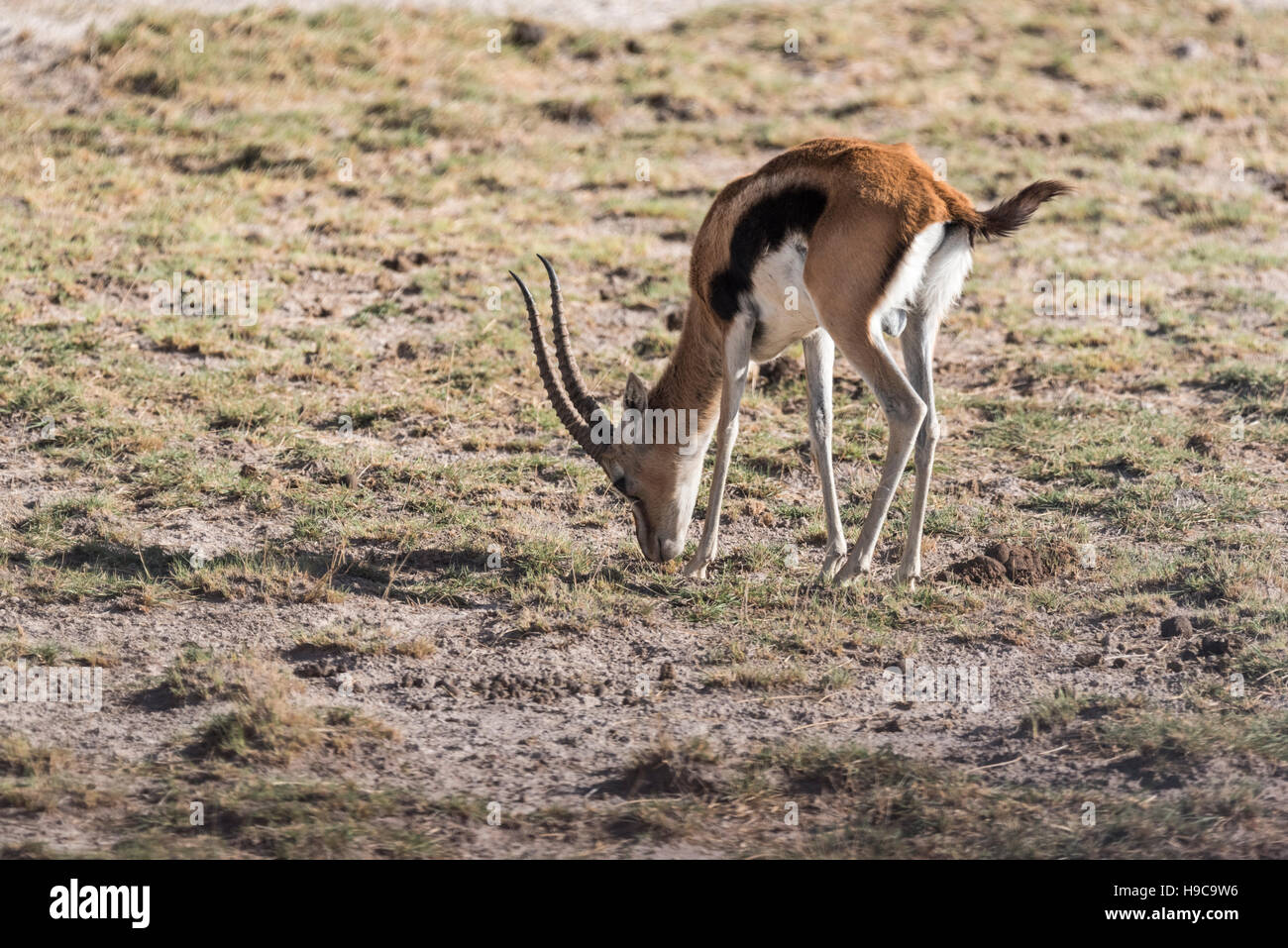 Amboseli thomas gazelle -Fotos und -Bildmaterial in hoher Auflösung – Alamy