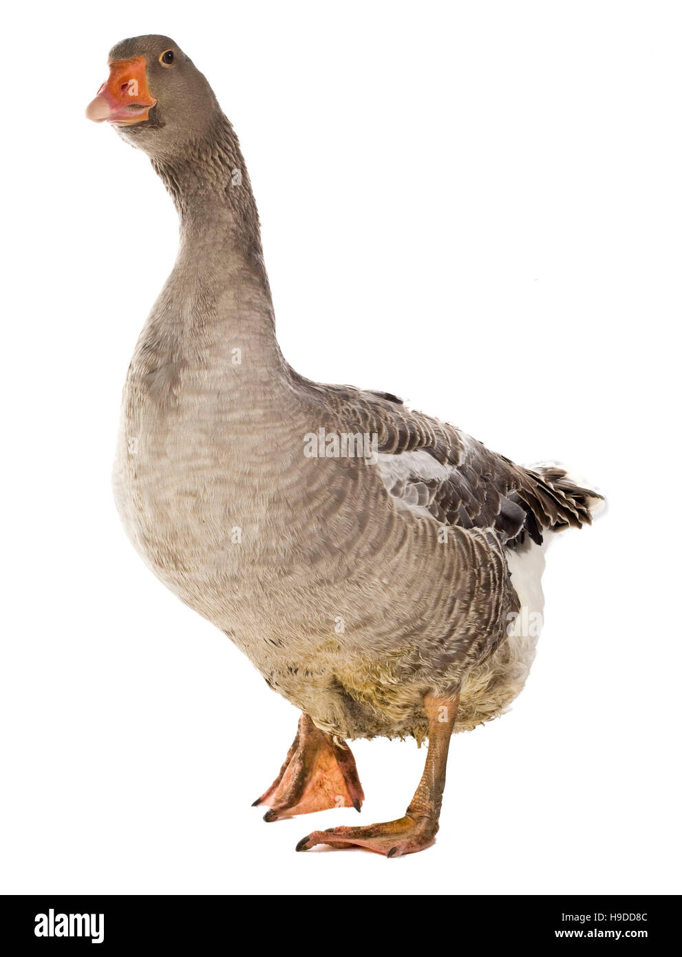 Gans landwirtschaft -Fotos und -Bildmaterial in hoher Auflösung – Alamy