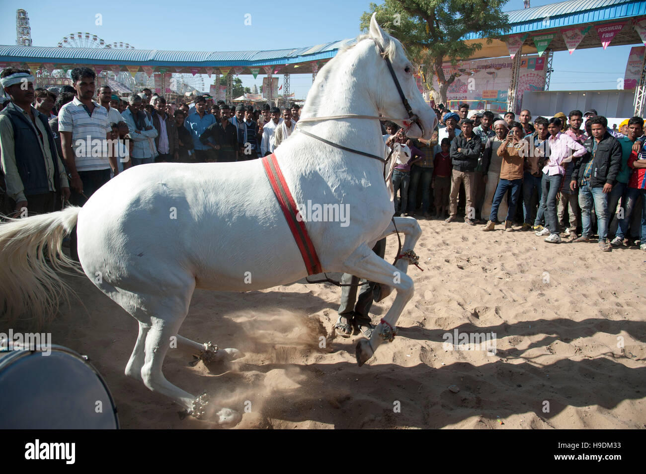 Pferd tanzen zu Dhol Trommel schlägt Pushkar Camel fair, Rajasthan ...