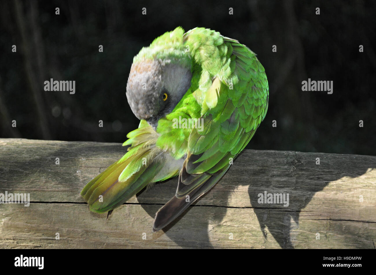 Freier papagei -Fotos und -Bildmaterial in hoher Auflösung – Alamy
