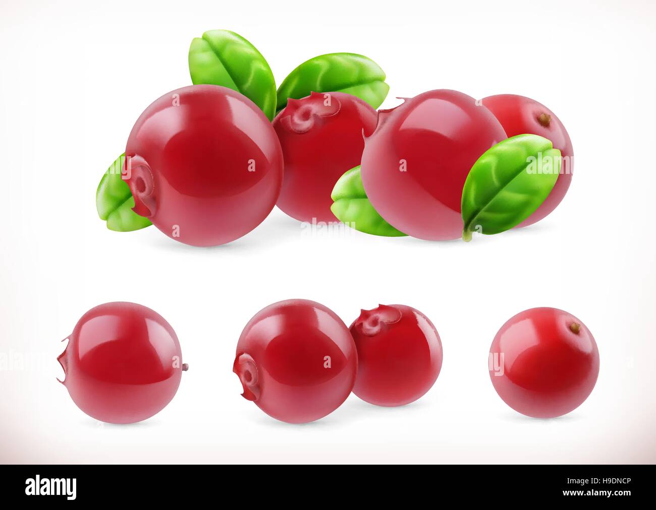 Cowberry vektor vektoren -Fotos und -Bildmaterial in hoher Auflösung ...