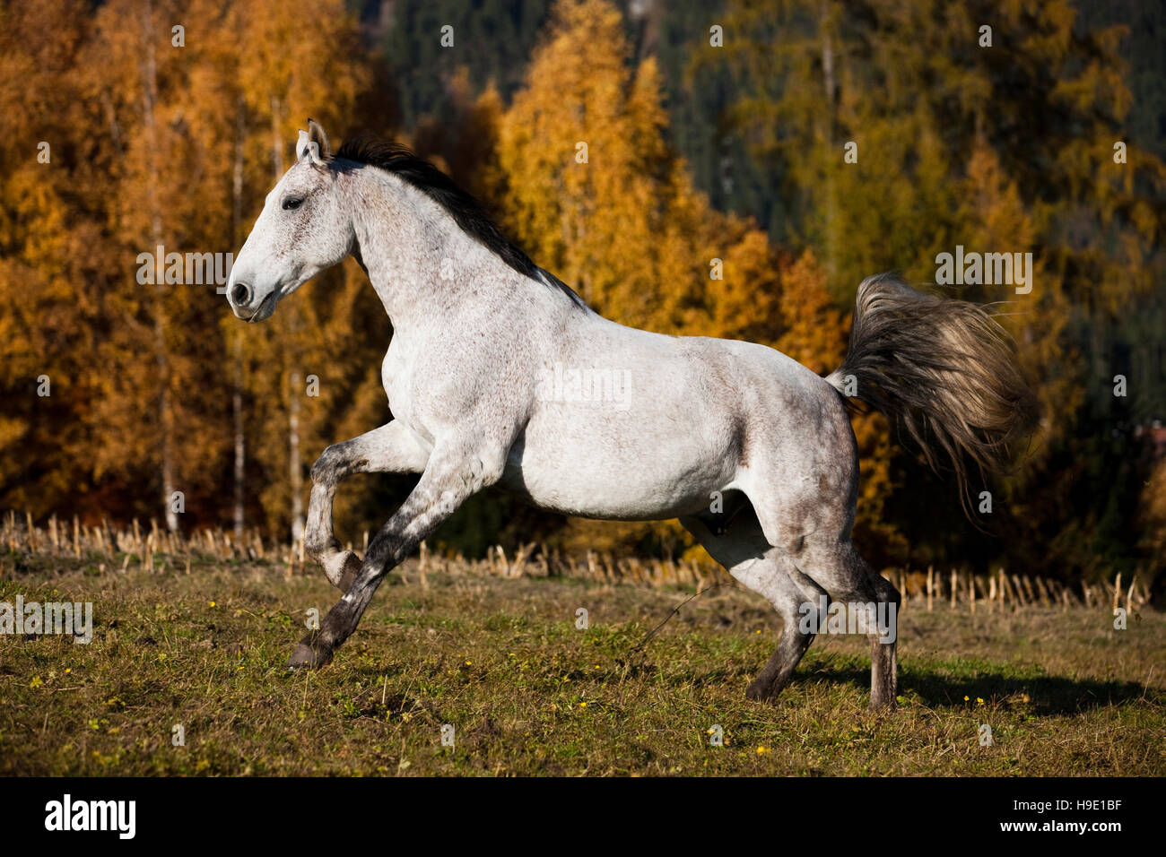 Holsteiner, Fliegenschimmel, Pferd im Galopp auf Wiese, Herbst, Tirol ...