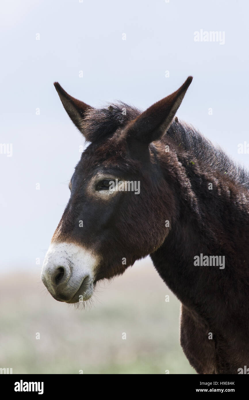 Esel in den bergen -Fotos und -Bildmaterial in hoher Auflösung – Alamy