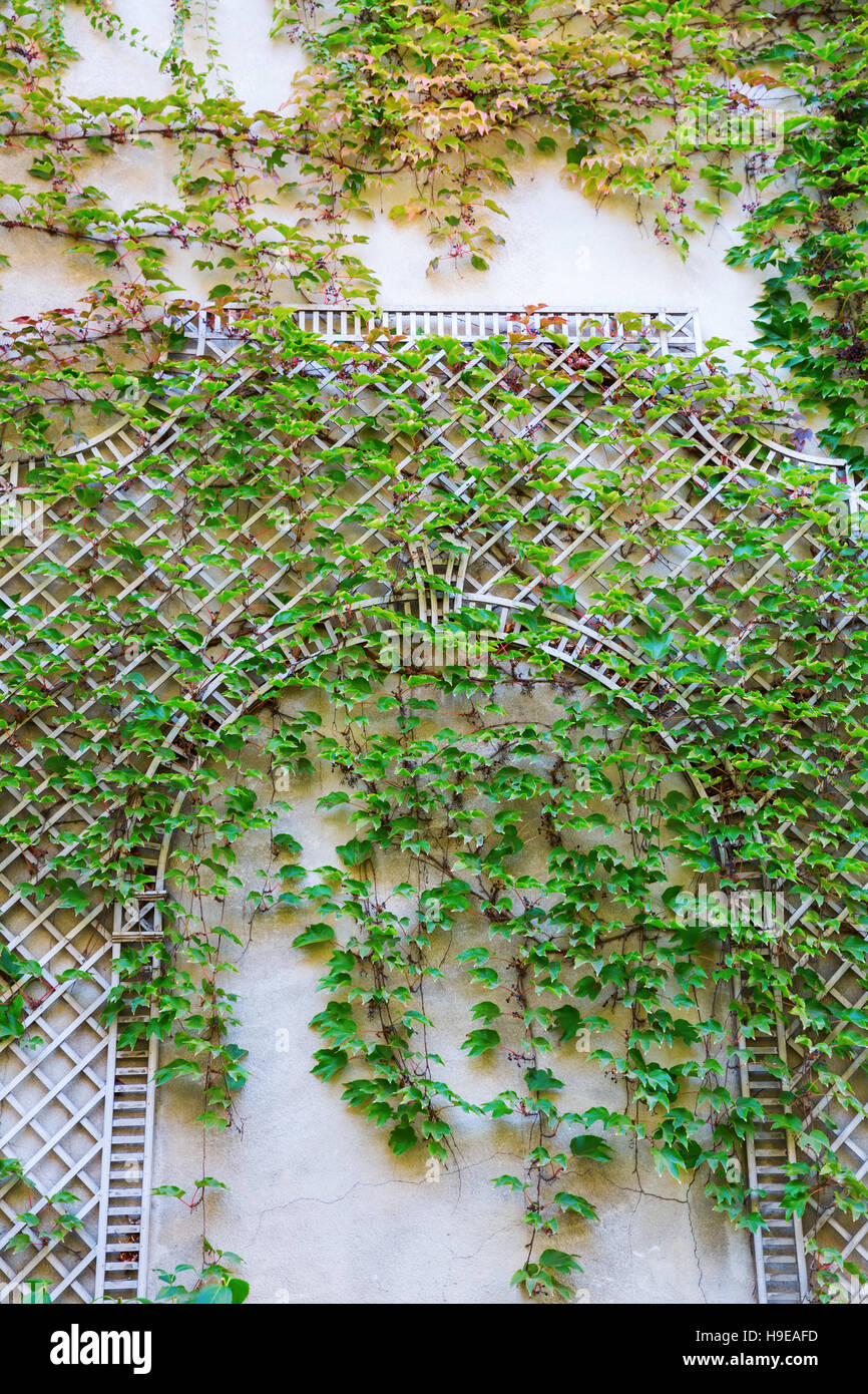 Mit ranken bedeckte wand -Fotos und -Bildmaterial in hoher Auflösung ...