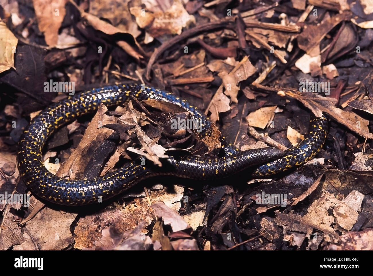 Shieldtail snake -Fotos und -Bildmaterial in hoher Auflösung – Alamy