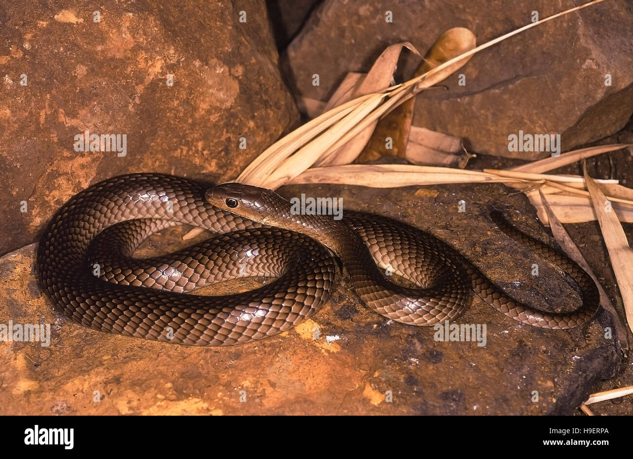Psammophis longifrons -Fotos und -Bildmaterial in hoher Auflösung – Alamy