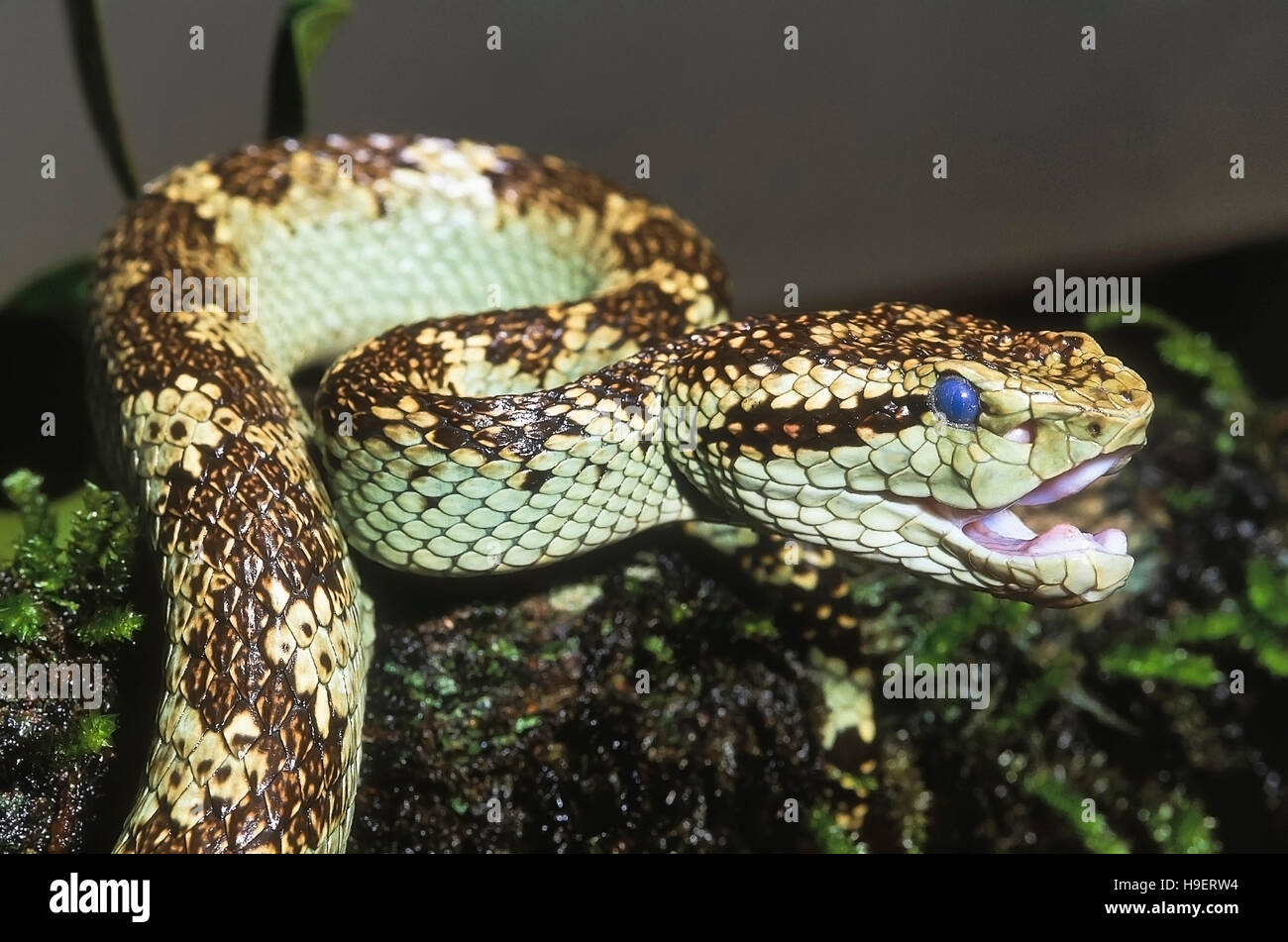 Grube augen -Fotos und -Bildmaterial in hoher Auflösung – Alamy
