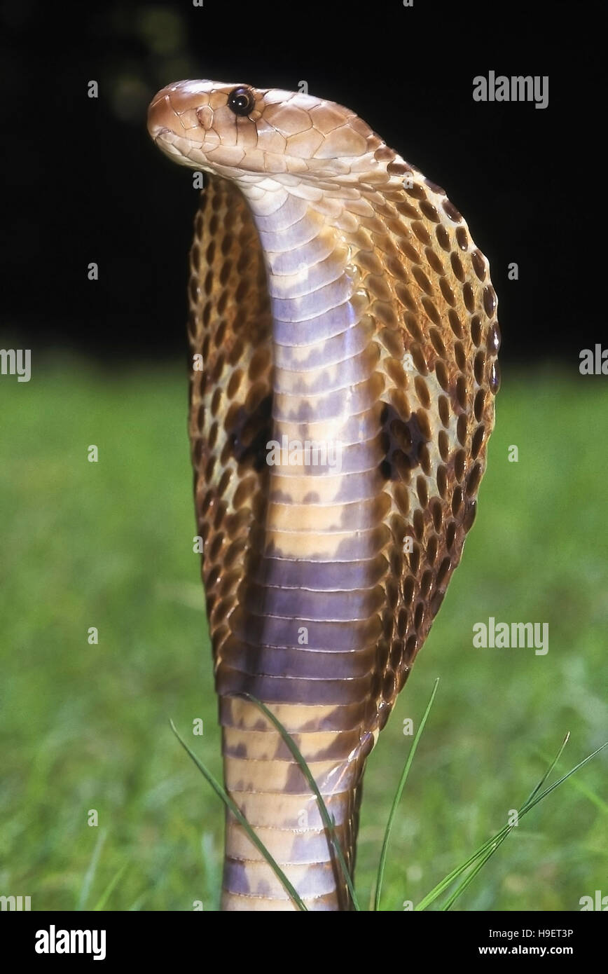 SPECTACLED COBRA Naja Naja 3/4 hautnah an Kopf und Hals. Exemplar aus ...