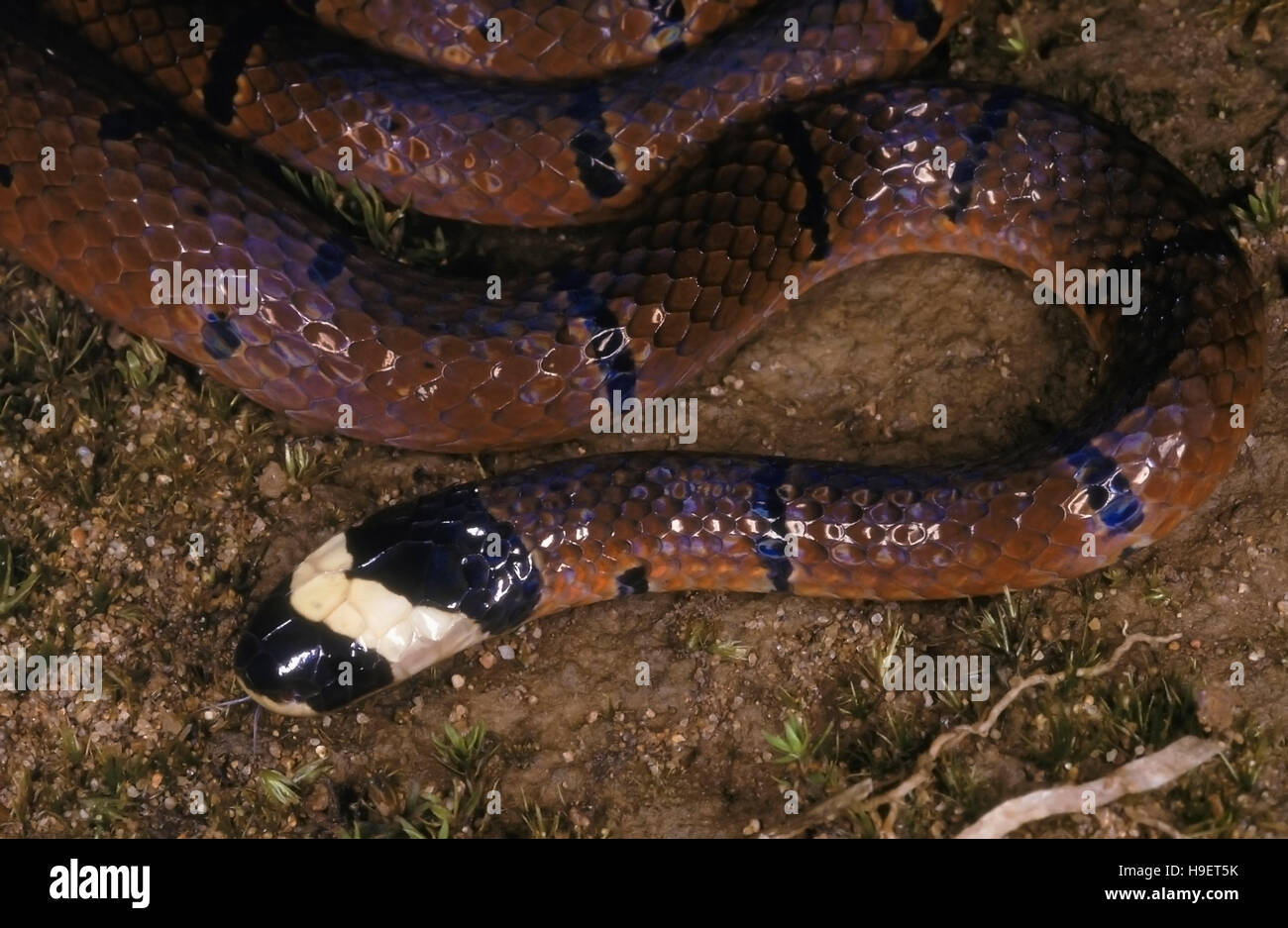 MACCLELLAND der Korallen Schlange Sinomicrurus Macclellandi. Kopf und ...