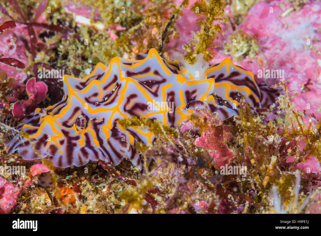 Halgerda okinawa -Fotos und -Bildmaterial in hoher Auflösung – Alamy