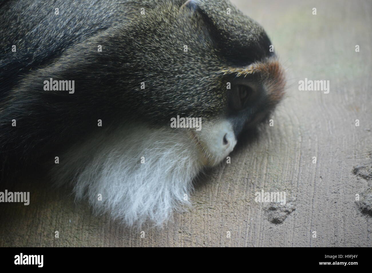 Bart affe -Fotos und -Bildmaterial in hoher Auflösung – Alamy