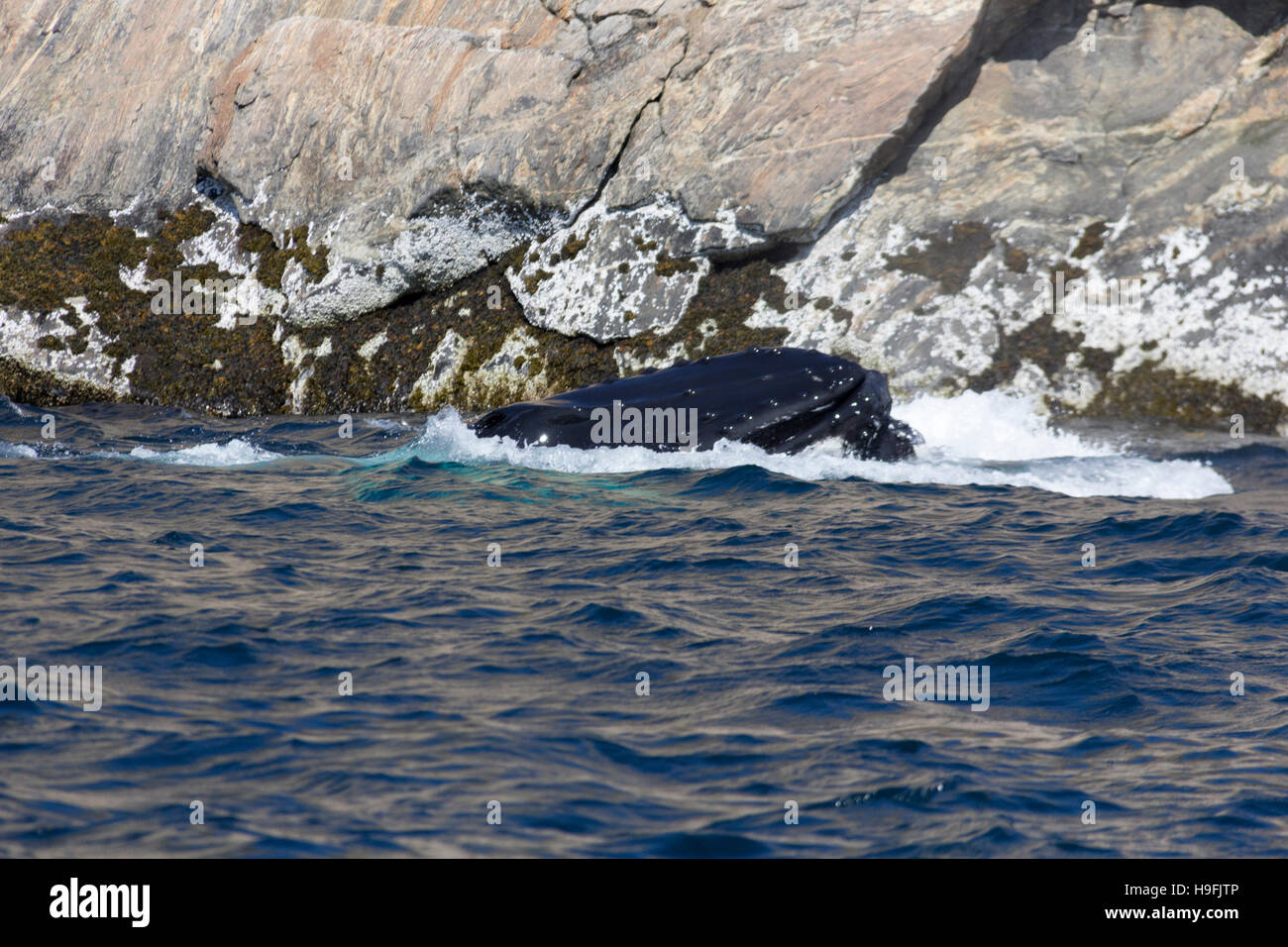 Blue whale mouth -Fotos und -Bildmaterial in hoher Auflösung – Alamy