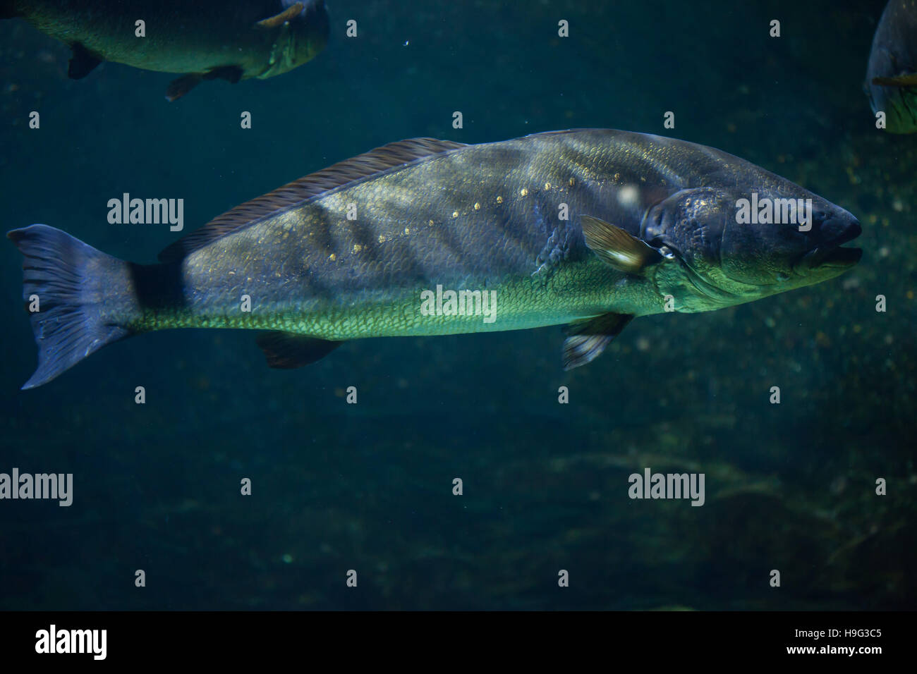 Argyrosomus regius -Fotos und -Bildmaterial in hoher Auflösung – Alamy