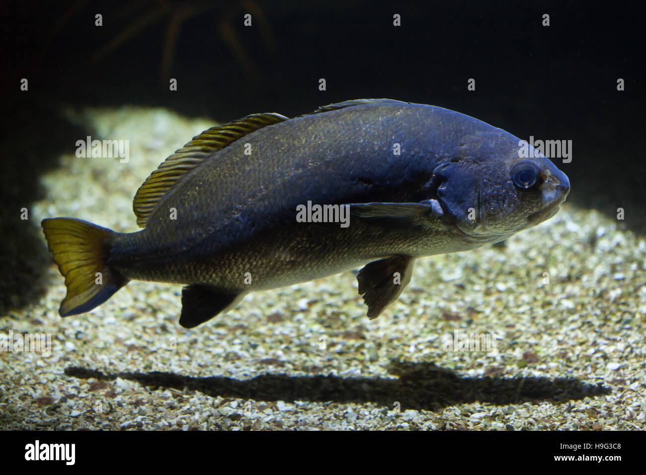 Argyrosomus regius -Fotos und -Bildmaterial in hoher Auflösung – Alamy