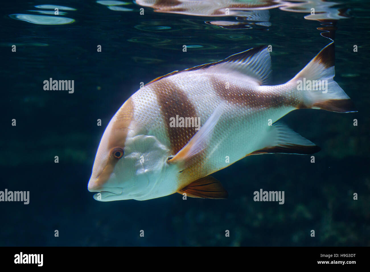 Diacope siamensis -Fotos und -Bildmaterial in hoher Auflösung – Alamy