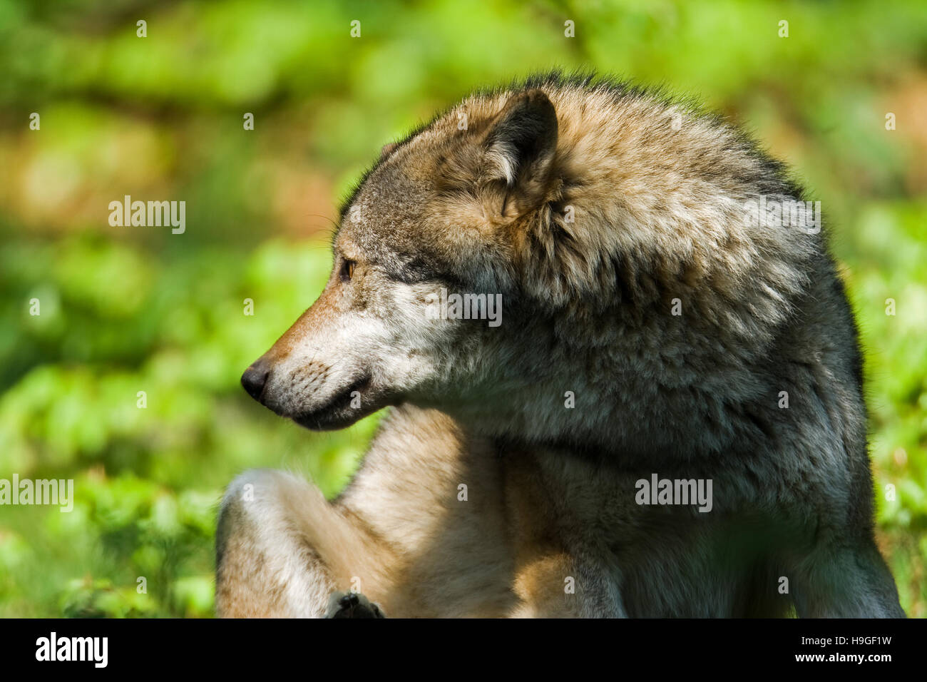 Wolf im Wald der Bayerische Wald Nationalpark In Deutschland ...