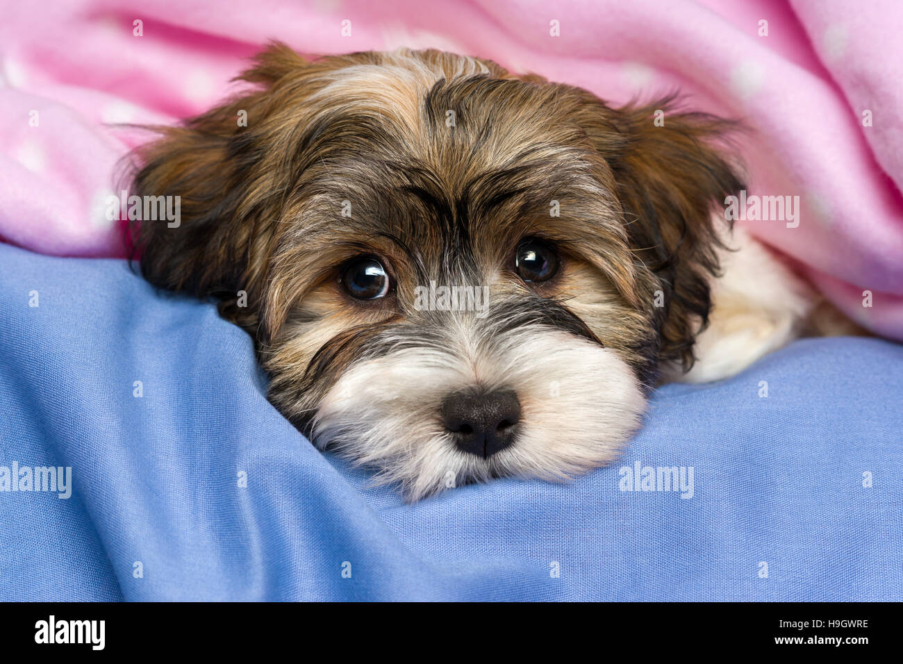 Cute Little Tricolor Havanese Puppy Stockfotos und -bilder Kaufen - Alamy