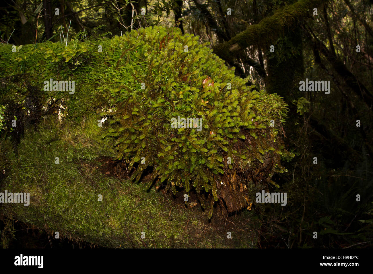 Podocarpus wald -Fotos und -Bildmaterial in hoher Auflösung – Alamy