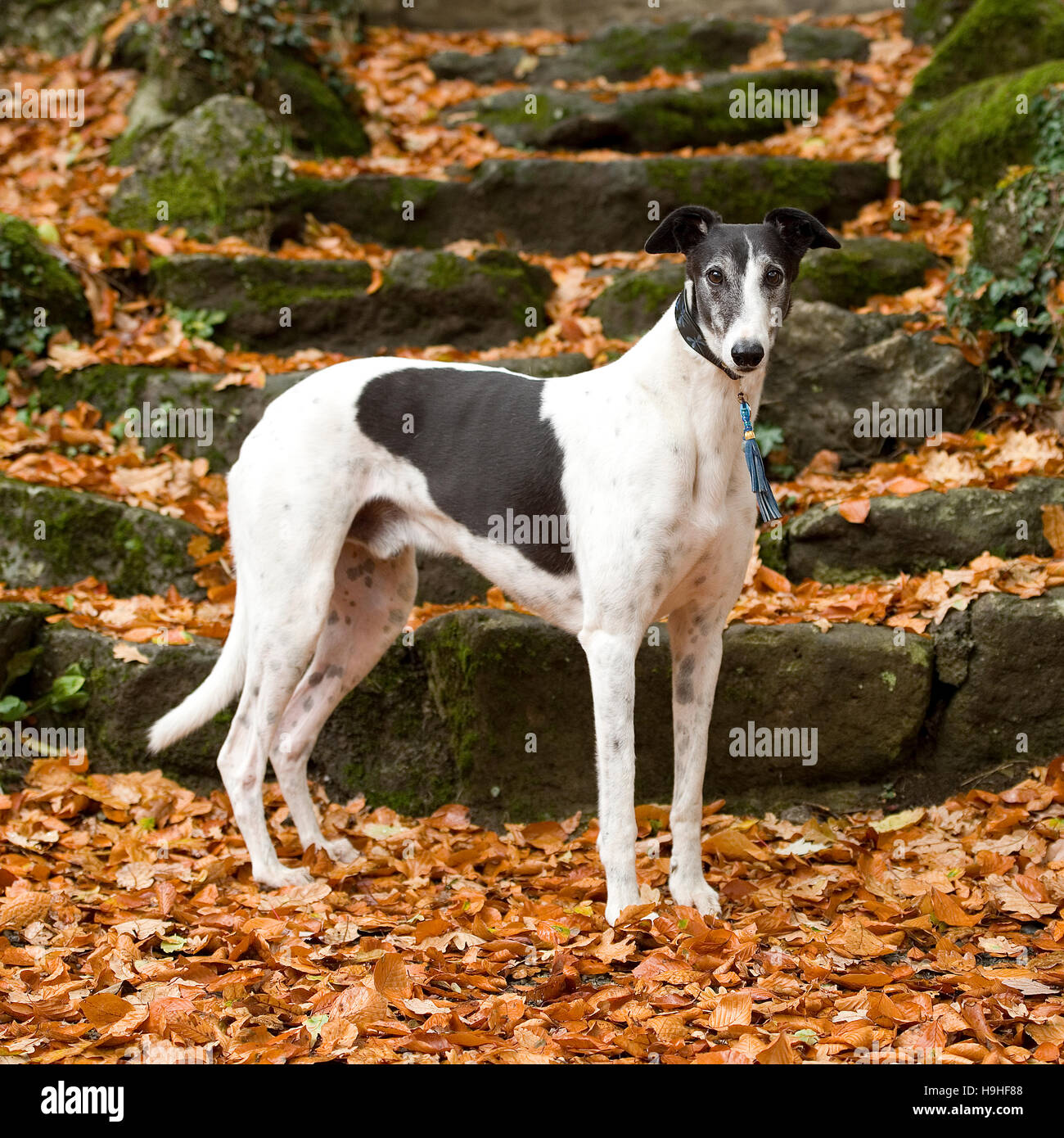 Windhund schritte -Fotos und -Bildmaterial in hoher Auflösung – Alamy