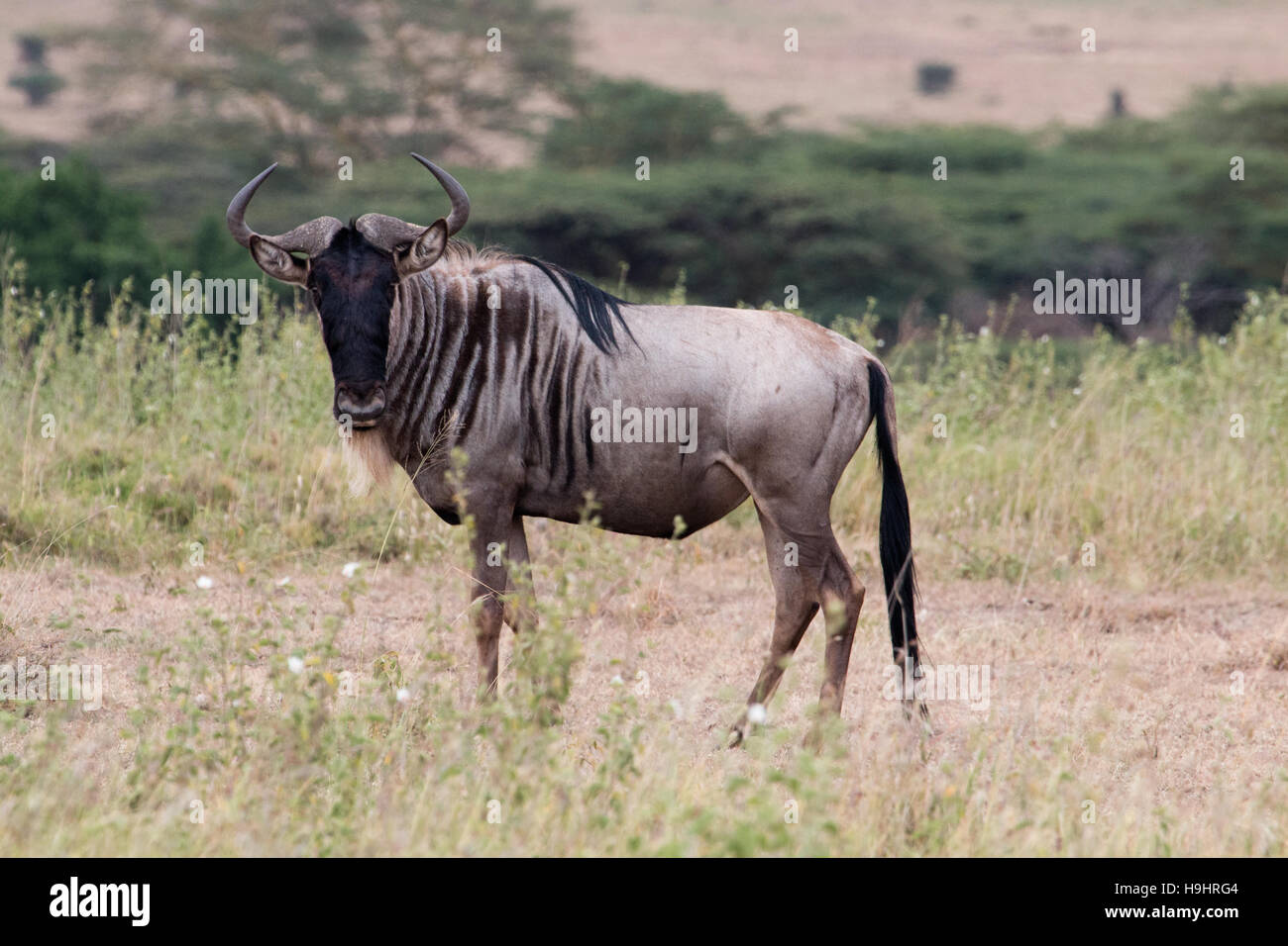 Graue gnus -Fotos und -Bildmaterial in hoher Auflösung – Alamy