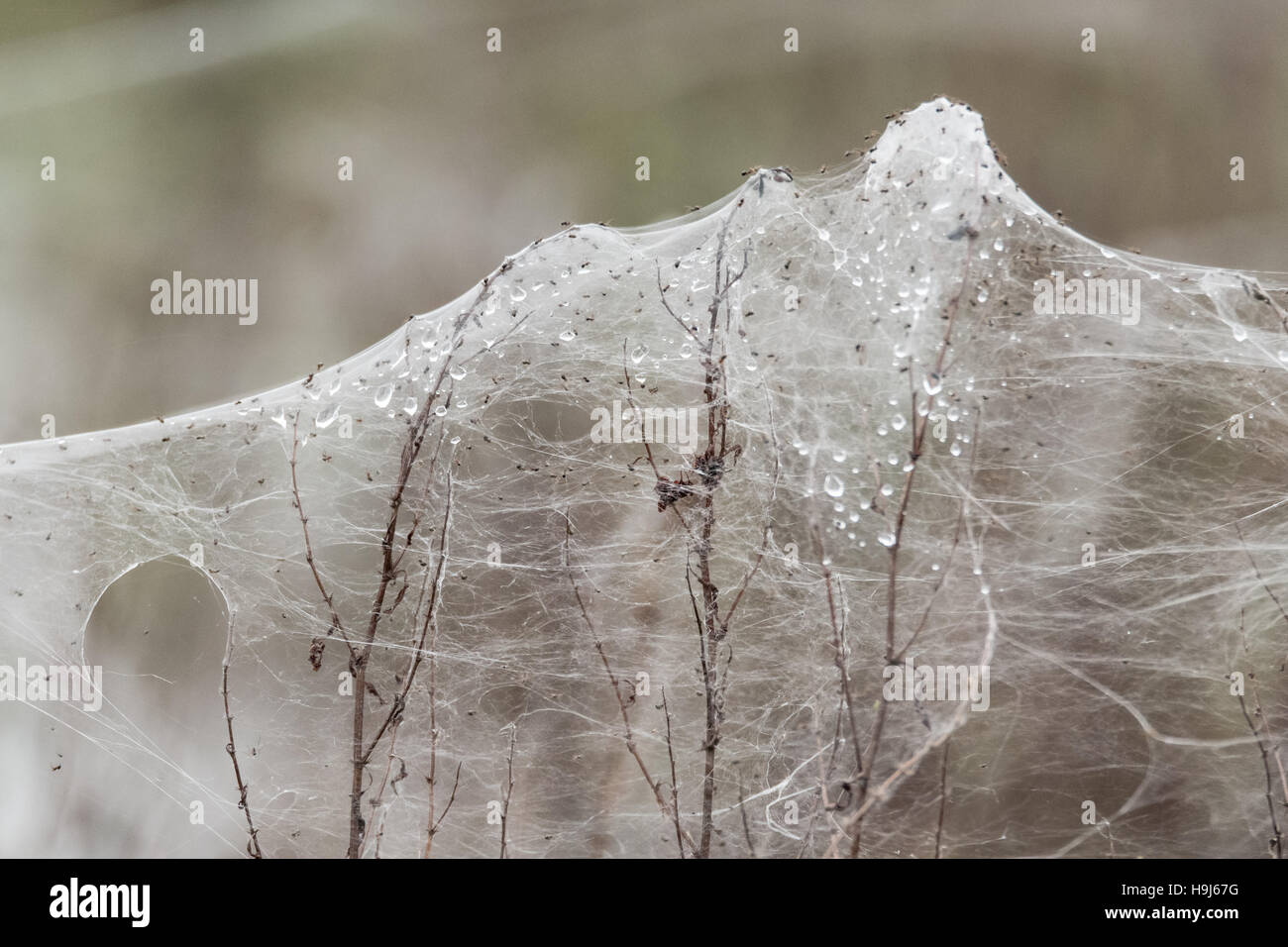 Spider webs -Fotos und -Bildmaterial in hoher Auflösung – Alamy