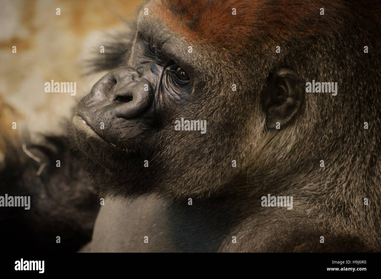 Western gorilla -Fotos und -Bildmaterial in hoher Auflösung – Alamy