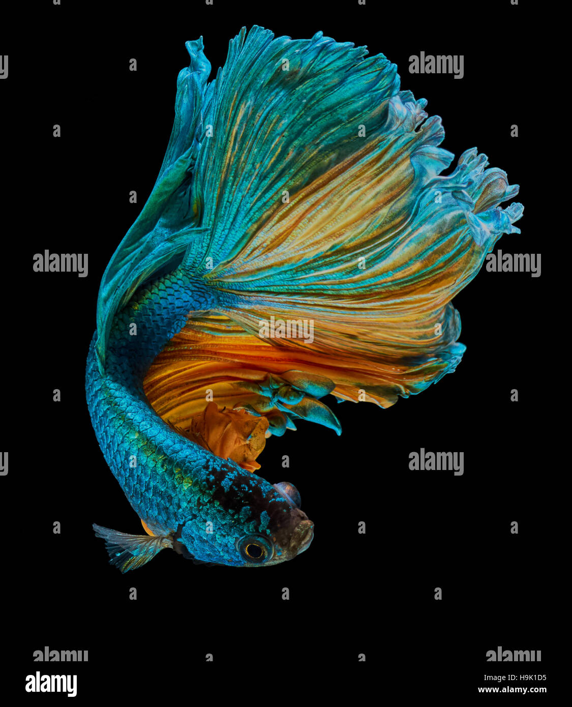 Betta Fisch, siamesische Kampffische "Half Moon" auf schwarzem ...