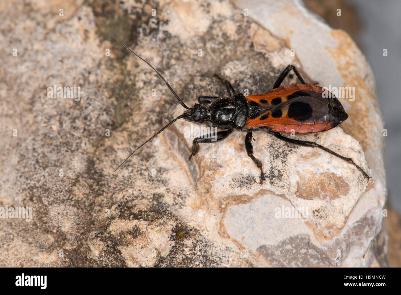 Peirates stridulus -Fotos und -Bildmaterial in hoher Auflösung – Alamy