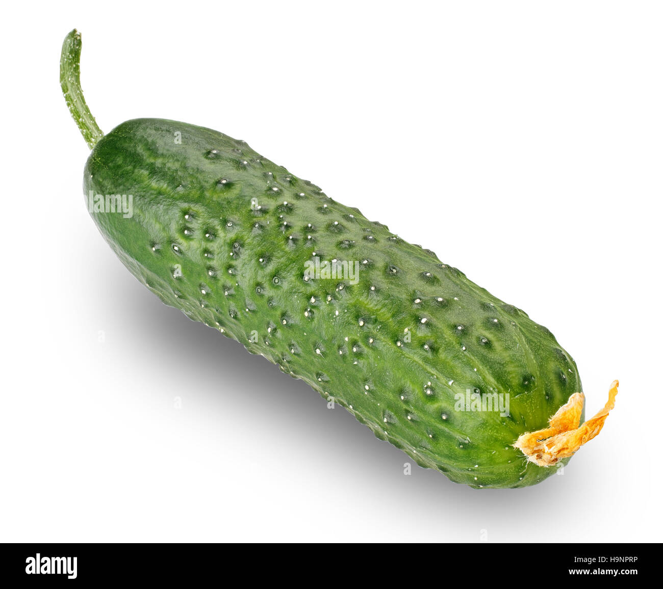 Weiße gurke -Fotos und -Bildmaterial in hoher Auflösung – Alamy