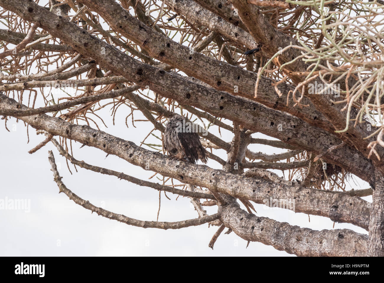 Nasse eule -Fotos und -Bildmaterial in hoher Auflösung – Alamy