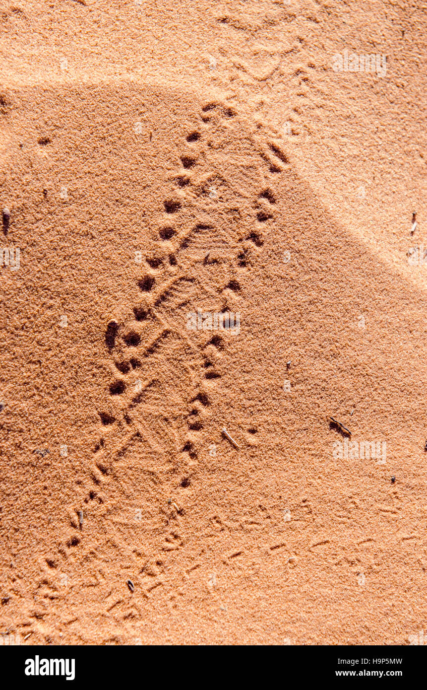 Schlangenspuren sand schlangenspuren -Fotos und -Bildmaterial in hoher ...