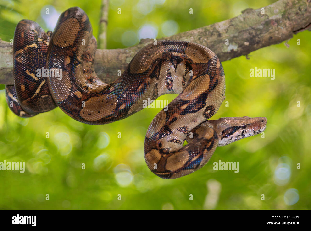 Kaiser-Boa (Boa Constrictor Imperator) auf einem Baum Stockfotografie ...