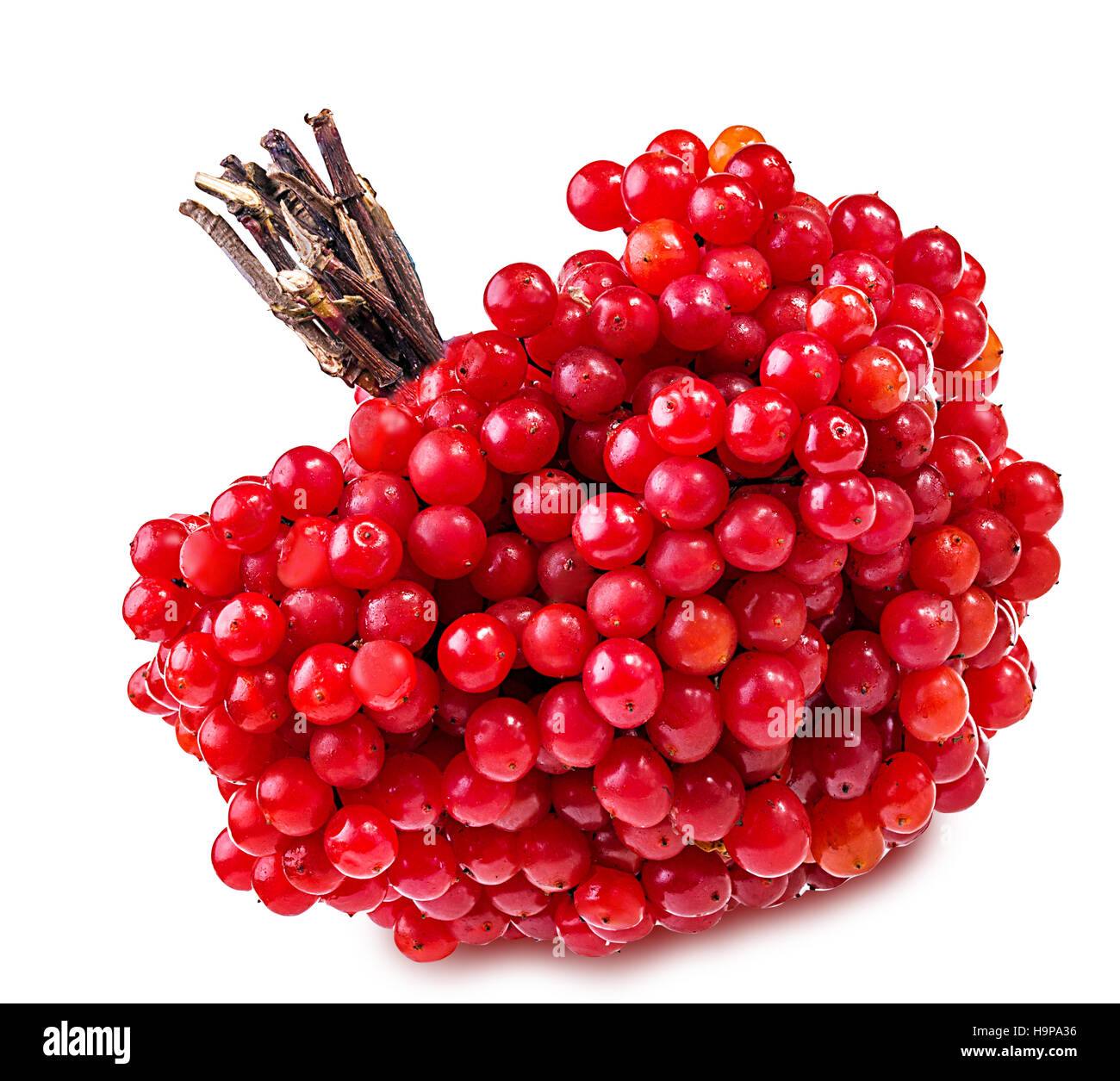 Trauben von viburnum -Fotos und -Bildmaterial in hoher Auflösung – Alamy