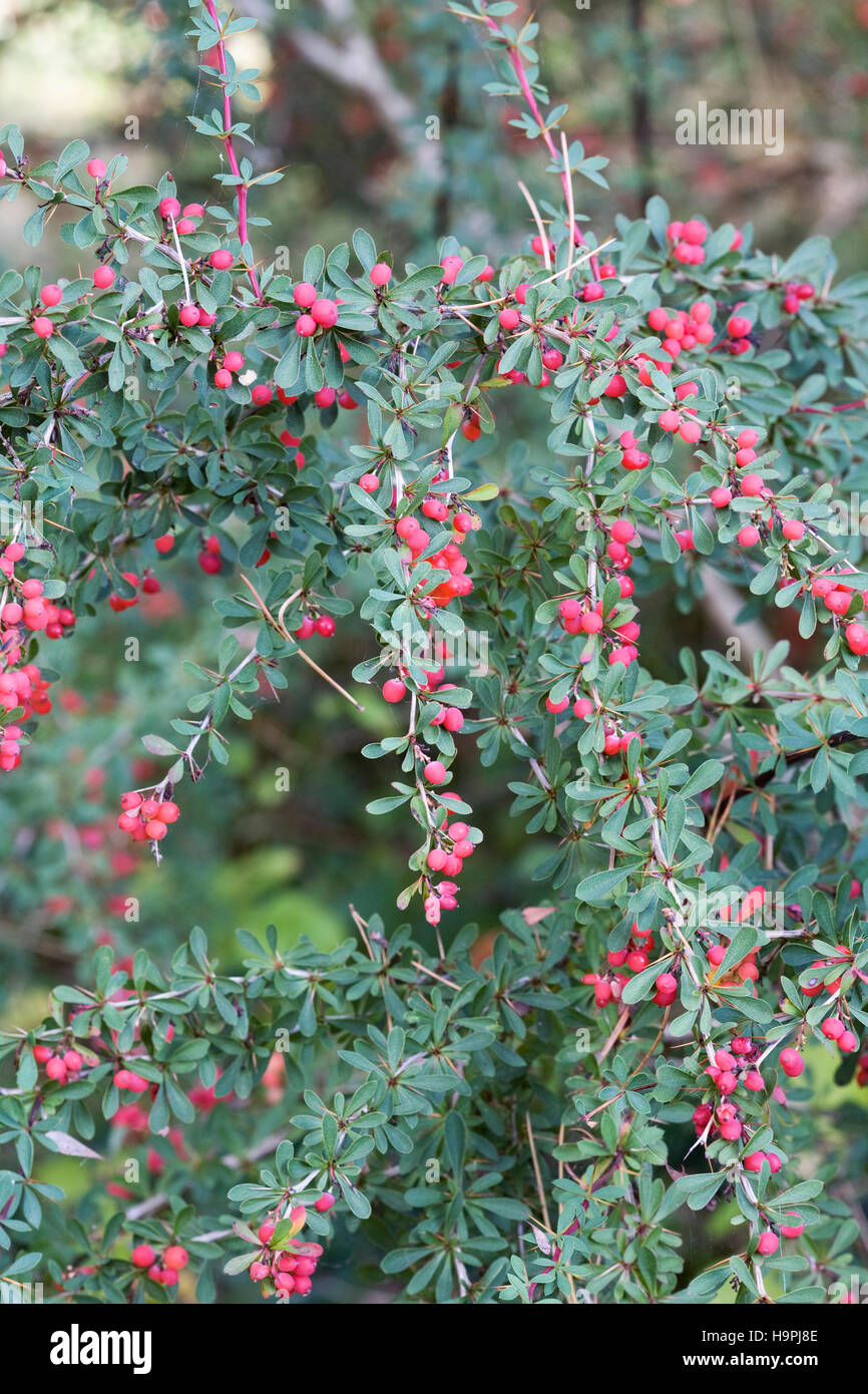 Beere herbst -Fotos und -Bildmaterial in hoher Auflösung – Alamy