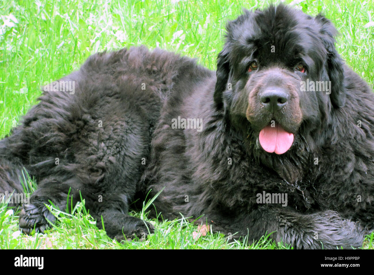 Newfoundland Dog Purebred Stockfotos und -bilder Kaufen - Seite 2 - Alamy